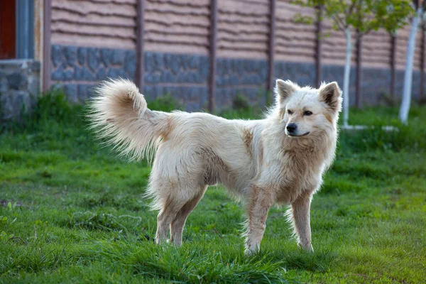 Fotos de Turkish dog breed, Imagens de Turkish dog breed sem royalties ...