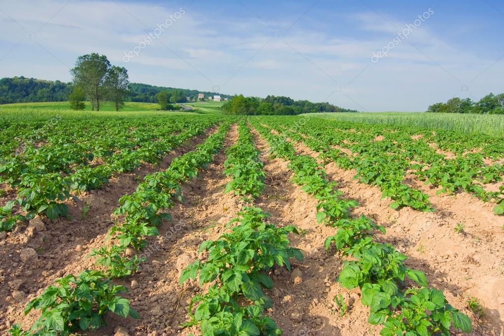 Landscape with a potato field and blue sky Stock Photo by ©wujekspeed ...