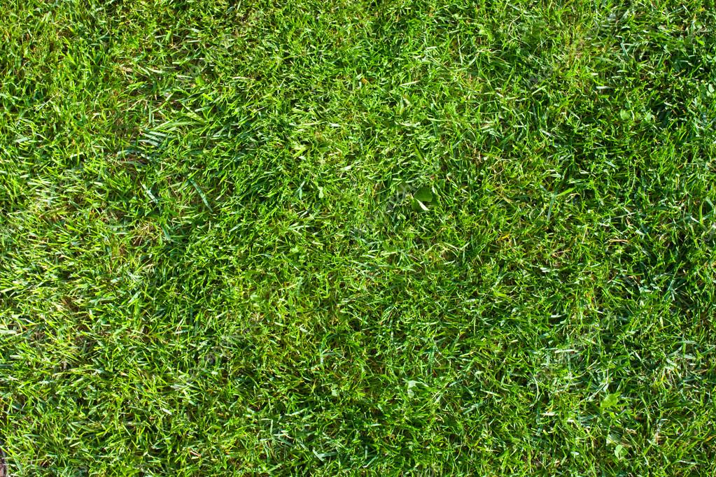 Grassy Field Top View
