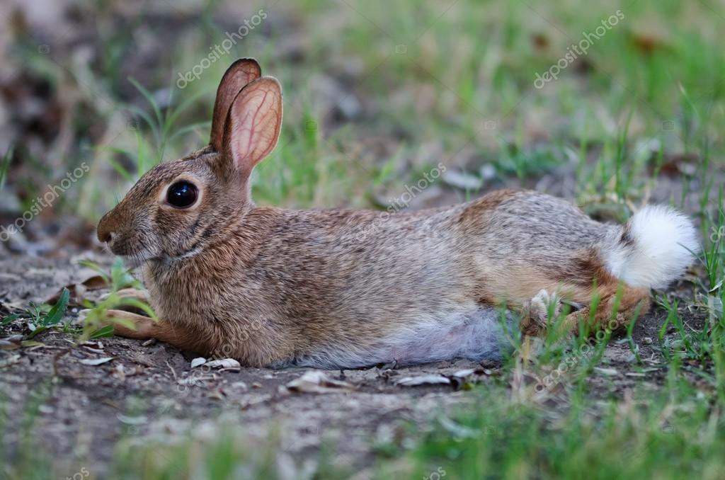 Conejo de cola de algodón de aspecto cauteloso — Foto de stock ...