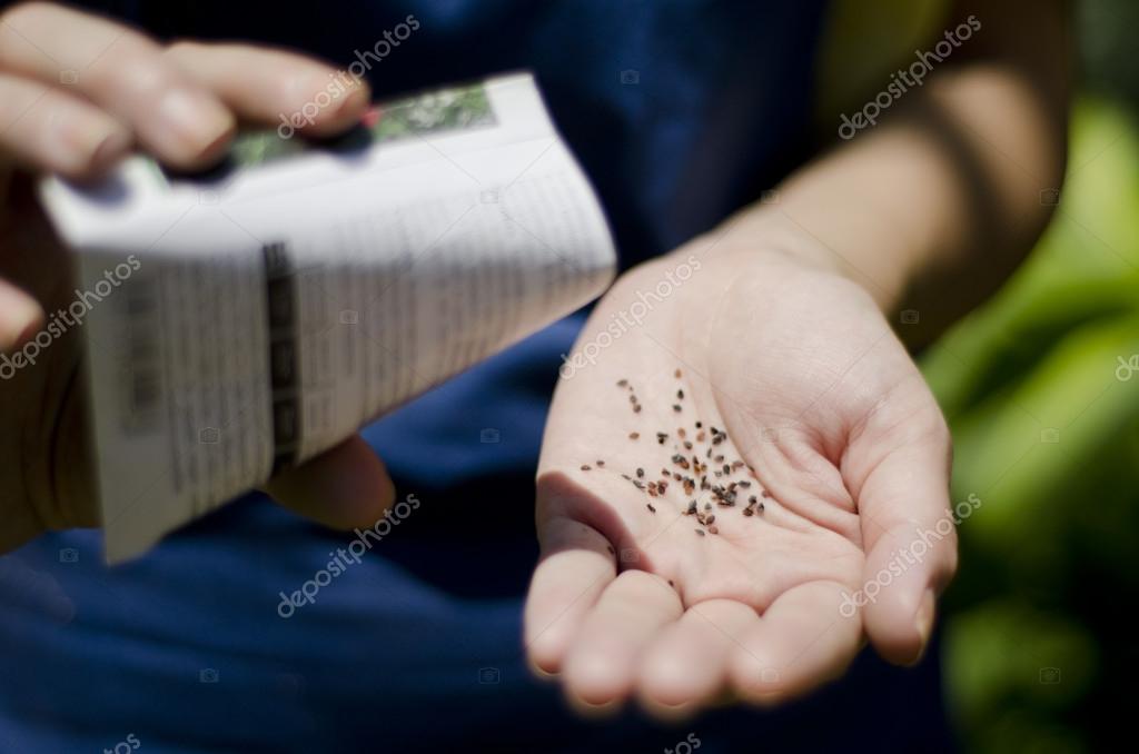 One hand strewing seeds from packet into another hand Stock Photo by ...