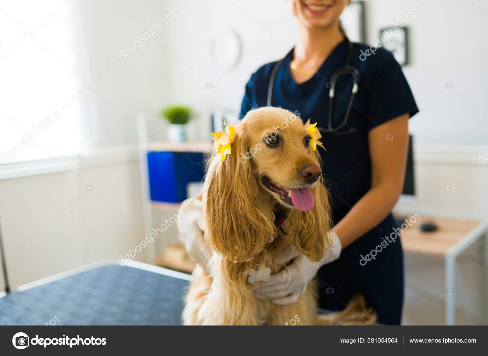 Close Adorable Cocker Spaniel Dog Bows Sitting Veterinary Table Medical ...