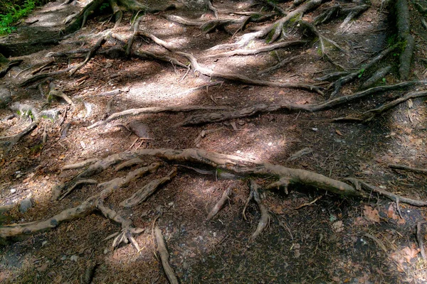 Tree roots vertical Stock Photos, Royalty Free Tree roots vertical ...