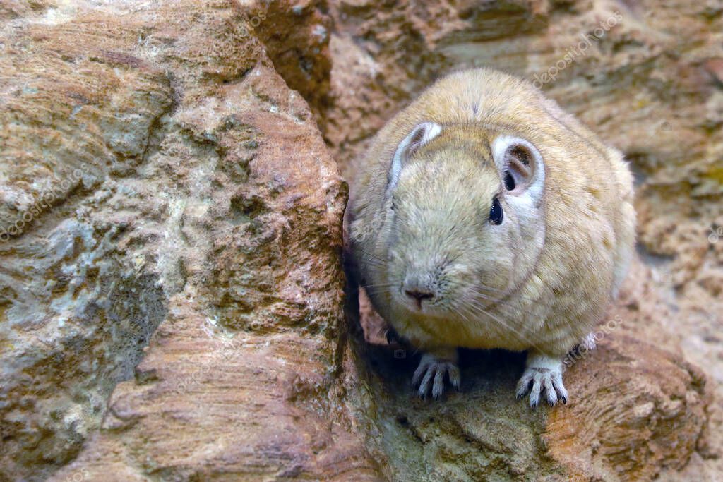 Close-up on gundi. Rodents. Gundi is a species of rodent in the comb ...