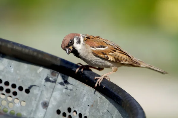 Breeding sparrow Stock Photos, Royalty Free Breeding sparrow Images ...