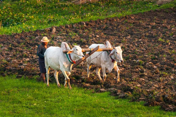 Farmer in the field – Stock Editorial Photo © seqoya #38648781