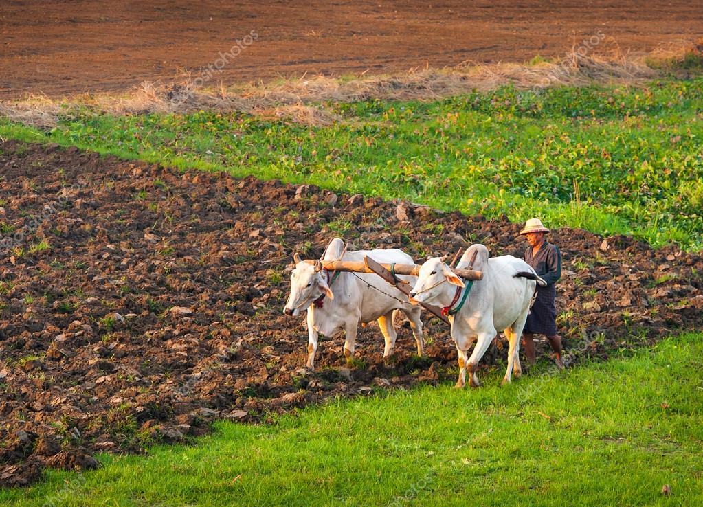 Farmer in the field – Stock Editorial Photo © seqoya #38648781