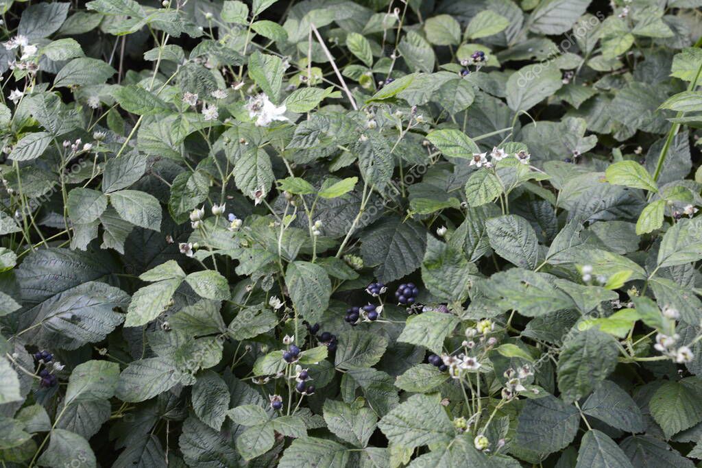 Flor blanca y bayas negras de Rubus ulmifoliuses, una especie de ...