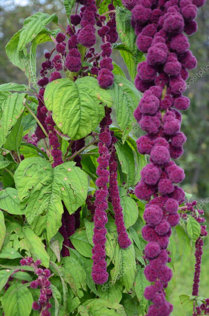 El amaranto se cultiva como hortalizas de hoja, cereales y plantas ...