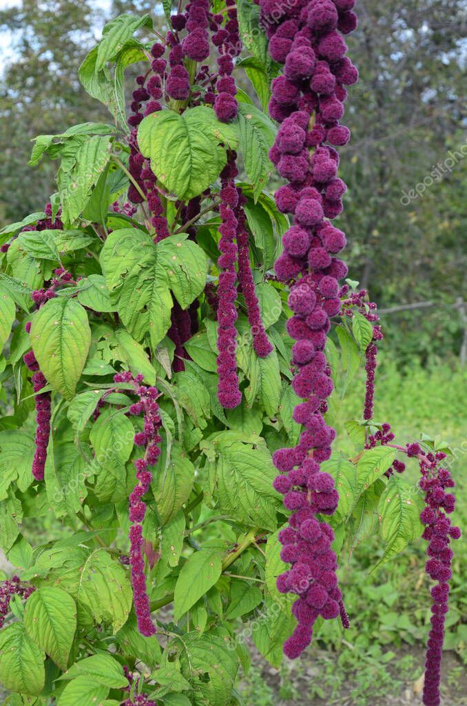 El amaranto se cultiva como hortalizas de hoja, cereales y plantas ...