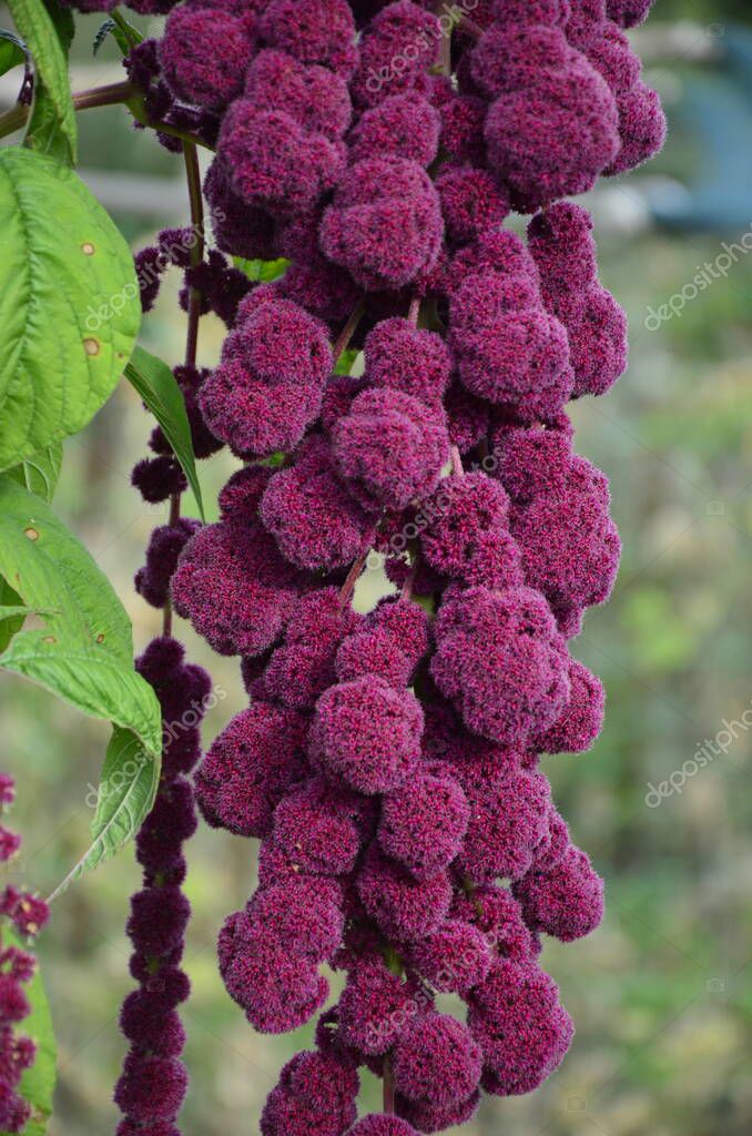 El amaranto se cultiva como hortalizas de hoja, cereales y plantas ...