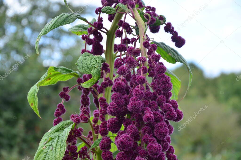 El amaranto se cultiva como hortalizas de hoja, cereales y plantas ...