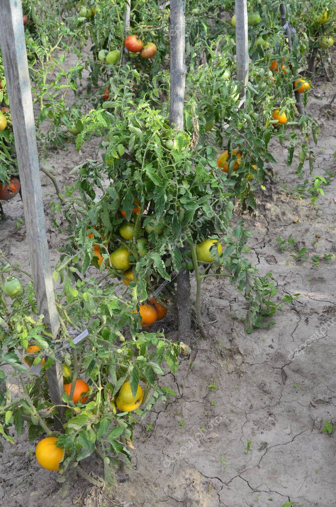 los tomates podridos estropeados sobre las ramas secas y los arbustos ...