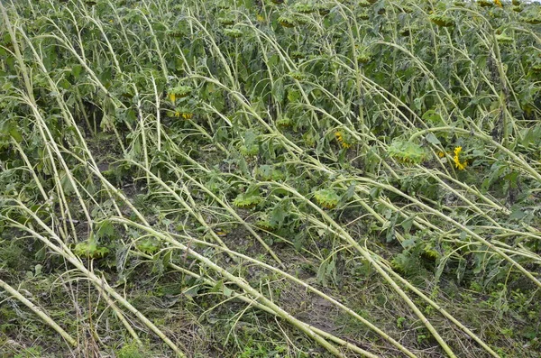 Hail damage crop Stock Photos, Royalty Free Hail damage crop Images ...