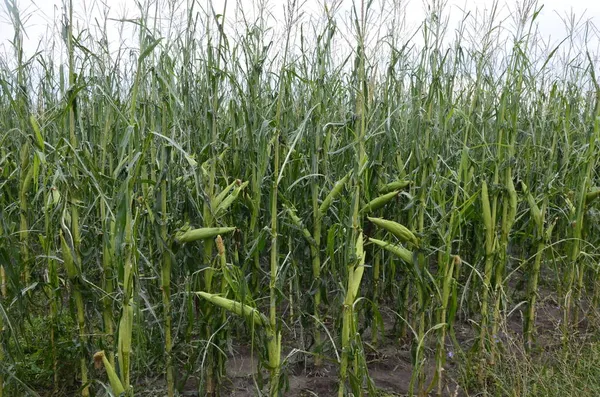 Hail damage crop Stock Photos, Royalty Free Hail damage crop Images ...