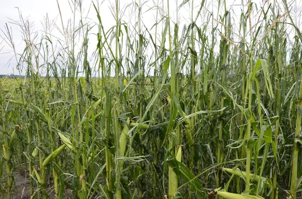 Corn field severly damaged in heavy storm with hail, crops ruine .Crop ...