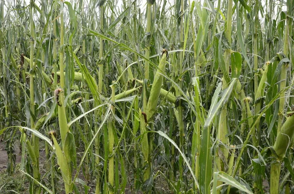 Damage to farm crops Stock Photos, Royalty Free Damage to farm crops ...