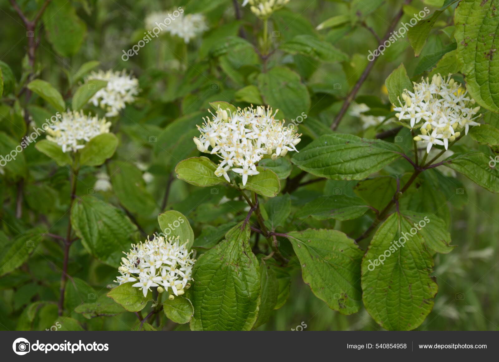 Physocarpus Opulifolius Nugget Ninebark 황금빛 나뭇잎이 배경이 선택적 집중입니다 공간이 — 스톡 ...