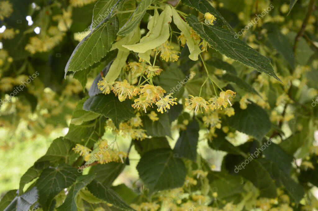 Flores de flor Árbol de tilo, boticario, medicina natural, té de ...
