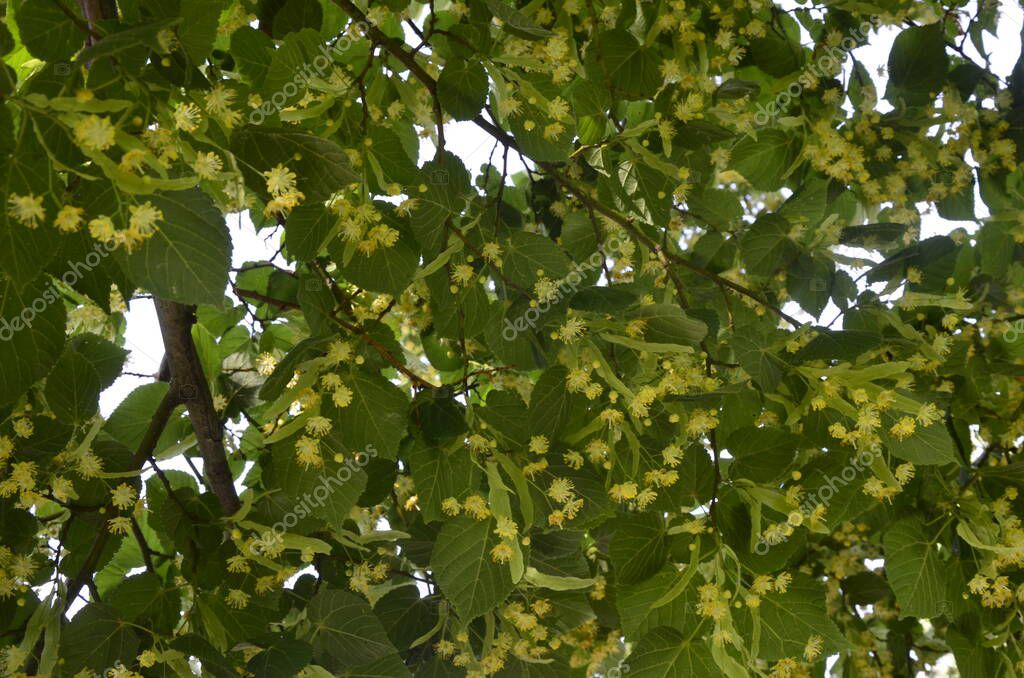 Flores de flor rbol de tilo, boticario, medicina natural, t de hierbas ...