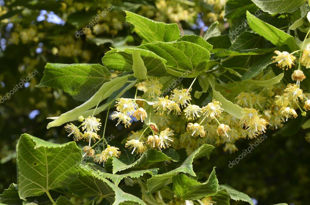 Flores de flor Árbol de tilo, boticario, medicina natural, té de ...