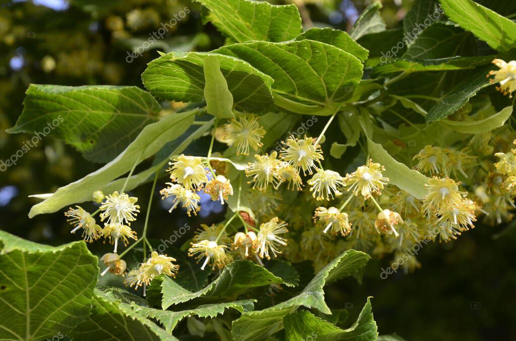 Flores de flor Árbol de tilo, boticario, medicina natural, té de ...