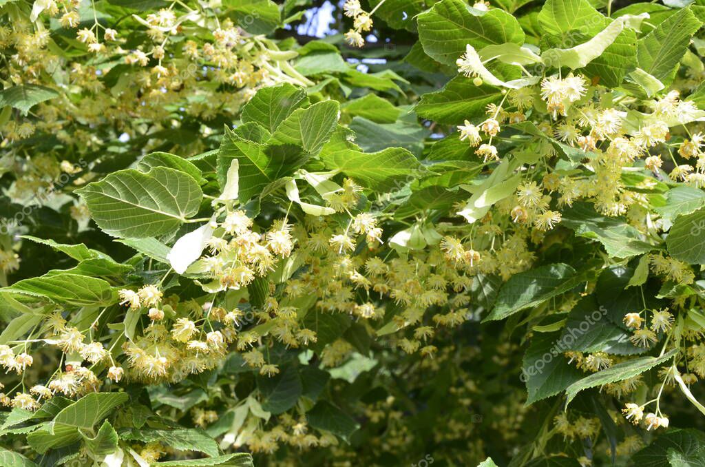 Flores de flor Árbol de tilo, boticario, medicina natural, té de ...