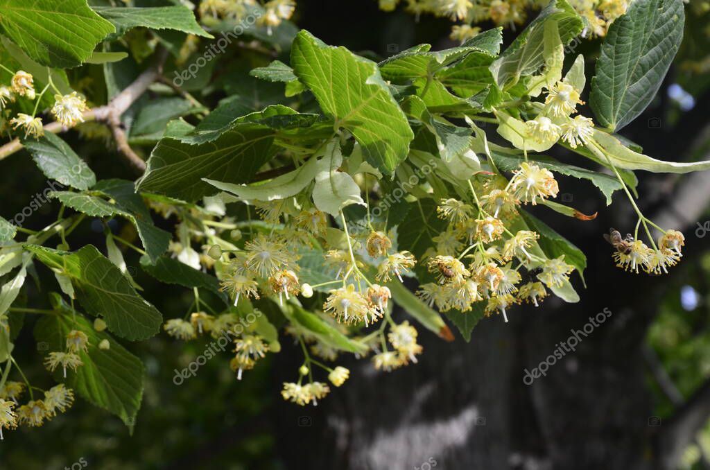 Flores de flor Árbol de tilo, boticario, medicina natural, té de ...