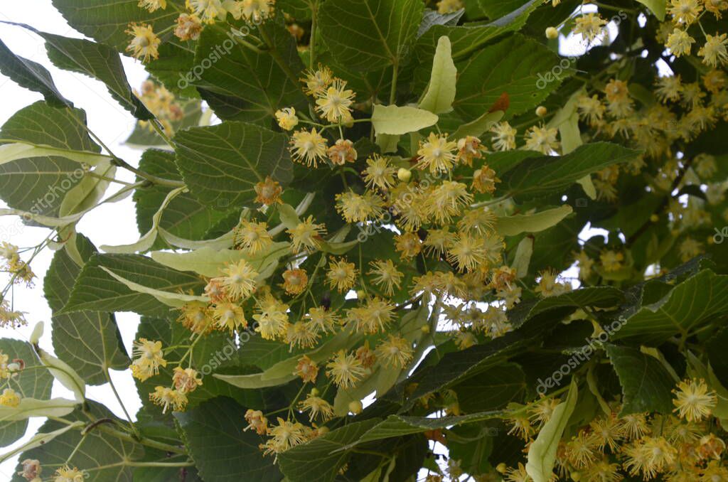 Flores de flor rbol de tilo, boticario, medicina natural, t de hierbas ...