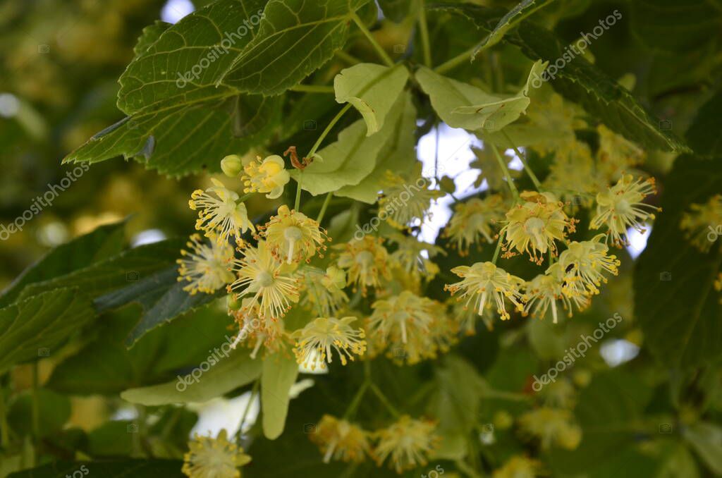 Flores de flor Árbol de tilo, boticario, medicina natural, té de ...