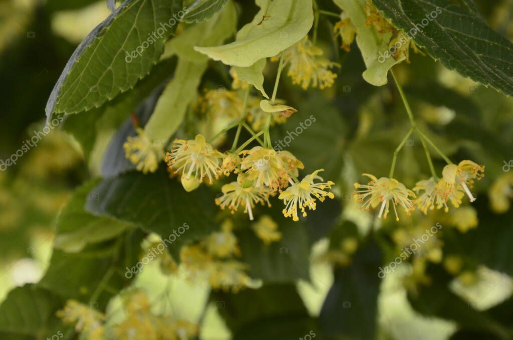 Flores de flor Árbol de tilo, boticario, medicina natural, té de ...
