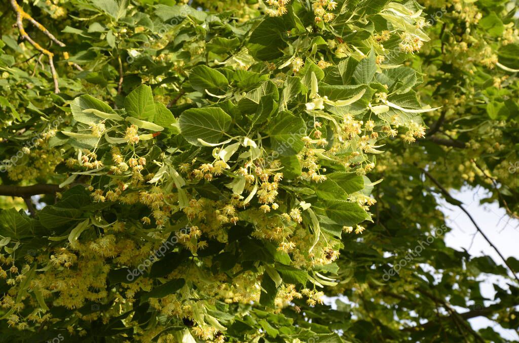 Flores de flor Árbol de tilo, boticario, medicina natural, té de ...