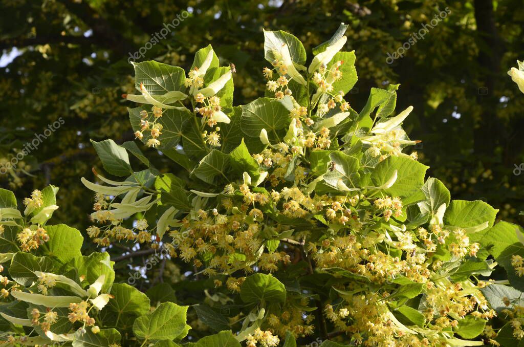 Flores de flor Árbol de tilo, boticario, medicina natural, té de ...
