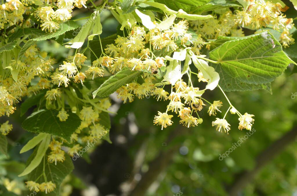 Flores de flor Árbol de tilo, boticario, medicina natural, té de ...