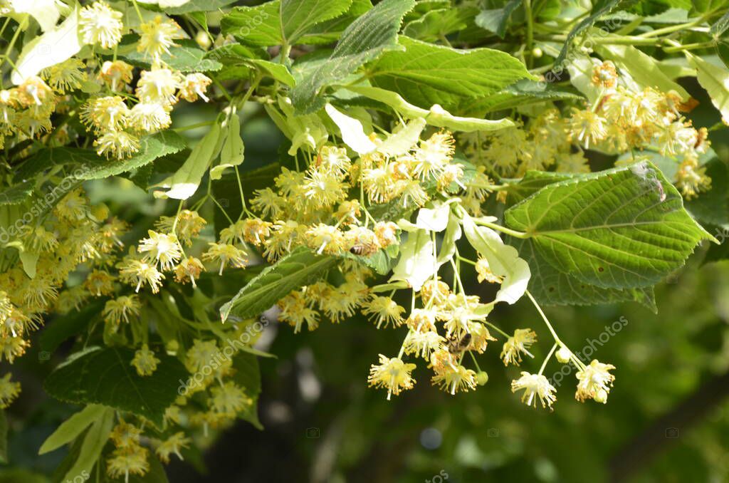 Flores de flor Árbol de tilo, boticario, medicina natural, té de ...