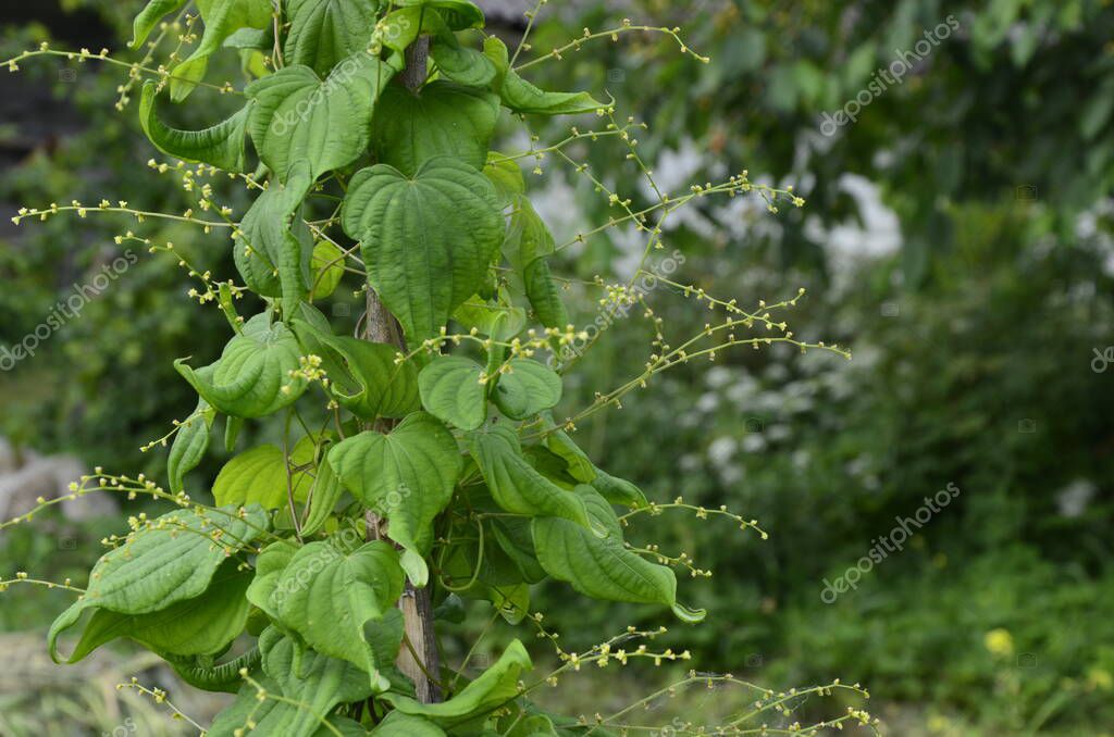Colección botánica de plantas trepadoras o medicinales Dioscorea ...