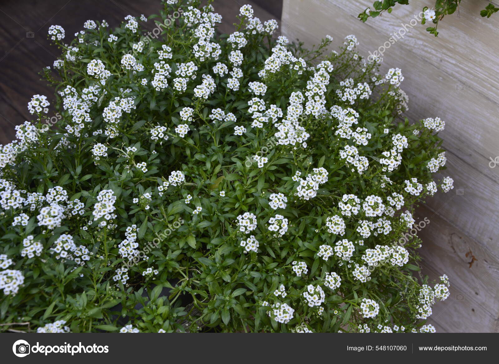 Lobularia Maritima Leaves