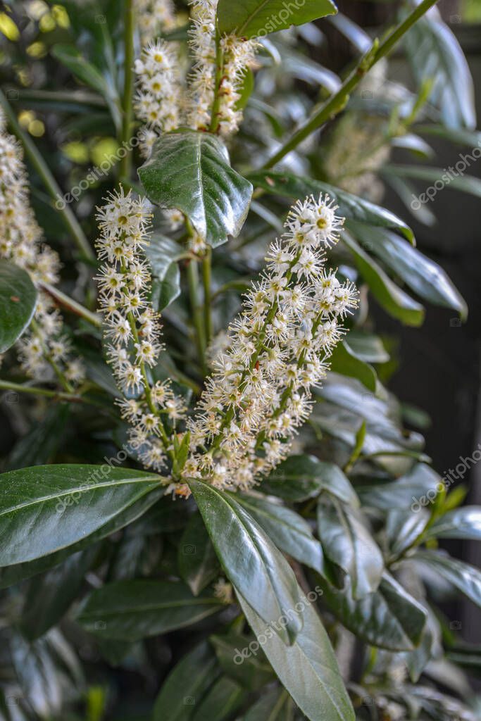 Laurel de cereza o Laurel común (Prunus laurocerasus, Laurocerasus ...