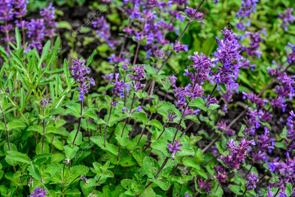 Nepeta racemosa, el catnip raceme, syn. N. mussiniii es una especie de ...