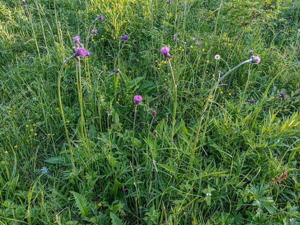 Cardo de arroyo (Cirsium Rivulare) con brote púrpura en primer plano ...