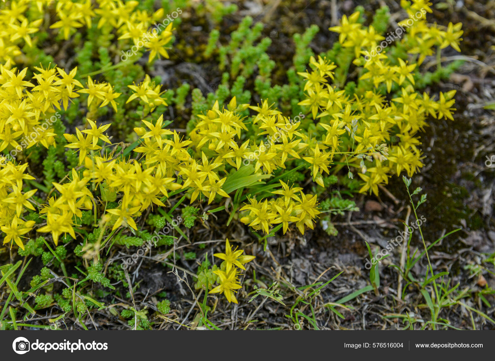Wild Stonecrop Sedum Acre Grows Rocky Soils Wild Grass Sedum Stock ...