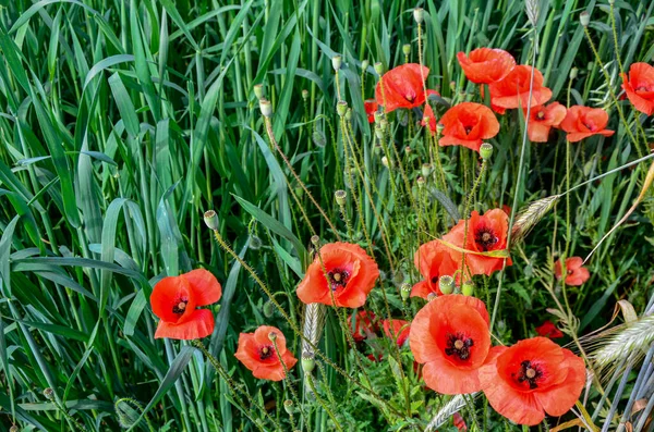 Papaver rhoeas, common poppy, corn poppy flowers closeup selective ...