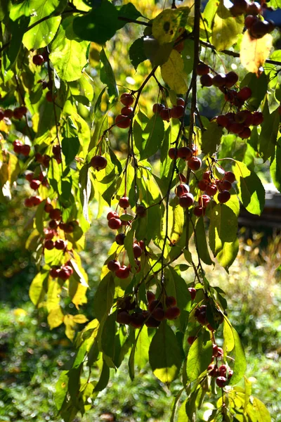 Cerezas entre las hojas images libres de droit, photos de Cerezas entre ...