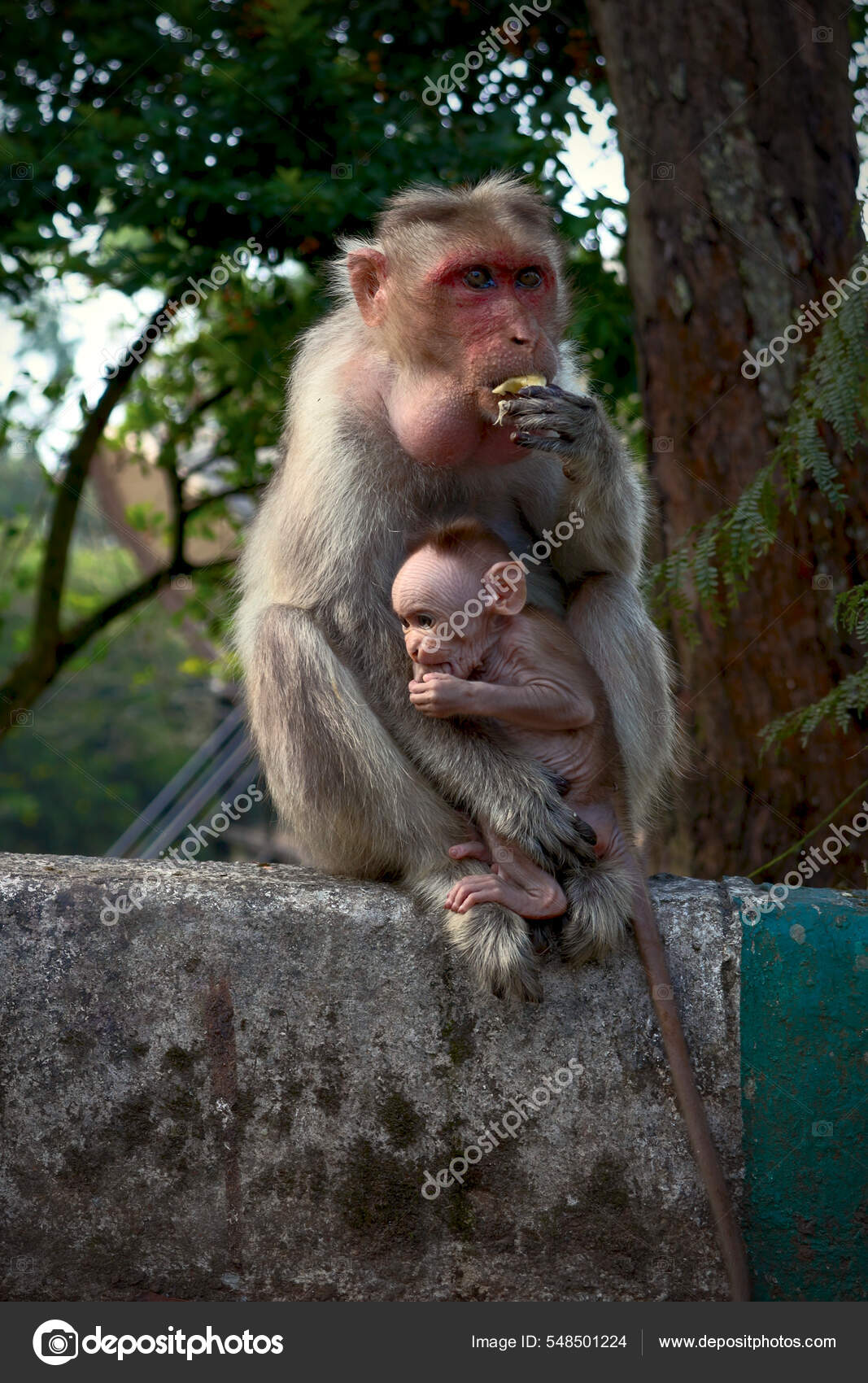 Baby Rhesus Macaque Monkey Hugging Its Mother Nandi Hills Bangalore ...