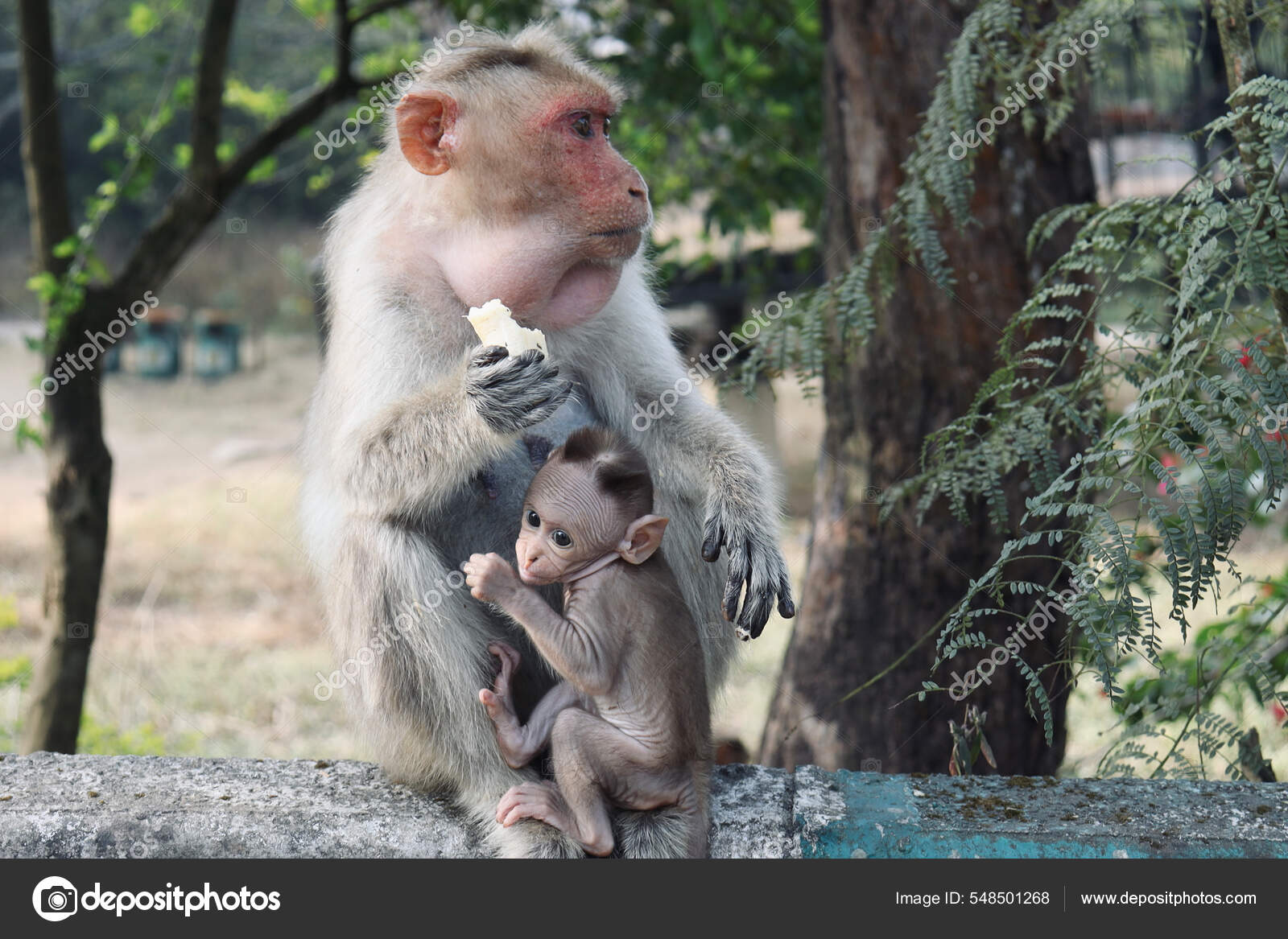 Baby Rhesus Macaque Monkey Hugging Its Mother Nandi Hills Bangalore ...