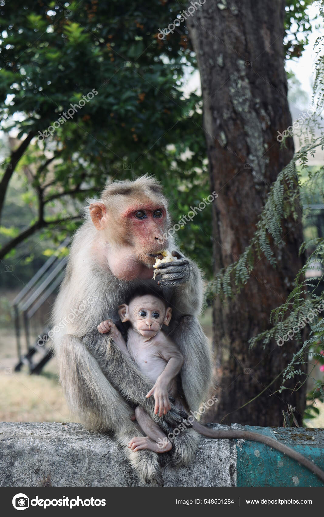 Baby Rhesus Macaque Monkey Hugging Its Mother Nandi Hills Bangalore ...
