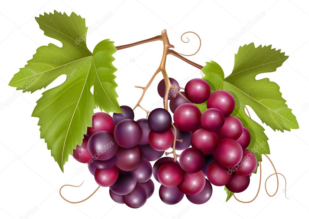 Grape cluster — Stock Vector © ivelly #33448389 Grape cluster — Stock Vector © ivelly #33448389