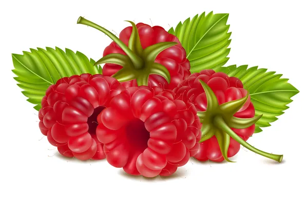 Raspberry Vector Art Stock Images | Depositphotos