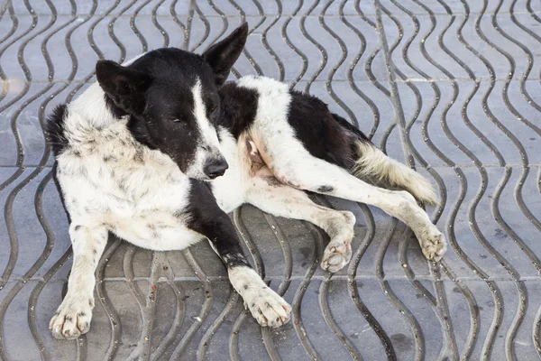 Sad homeless dog Stock Photos, Royalty Free Sad homeless dog Images ...