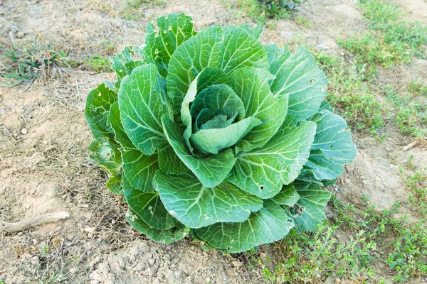 Planta de repollo molido fotos de stock, imágenes de Planta de repollo ...